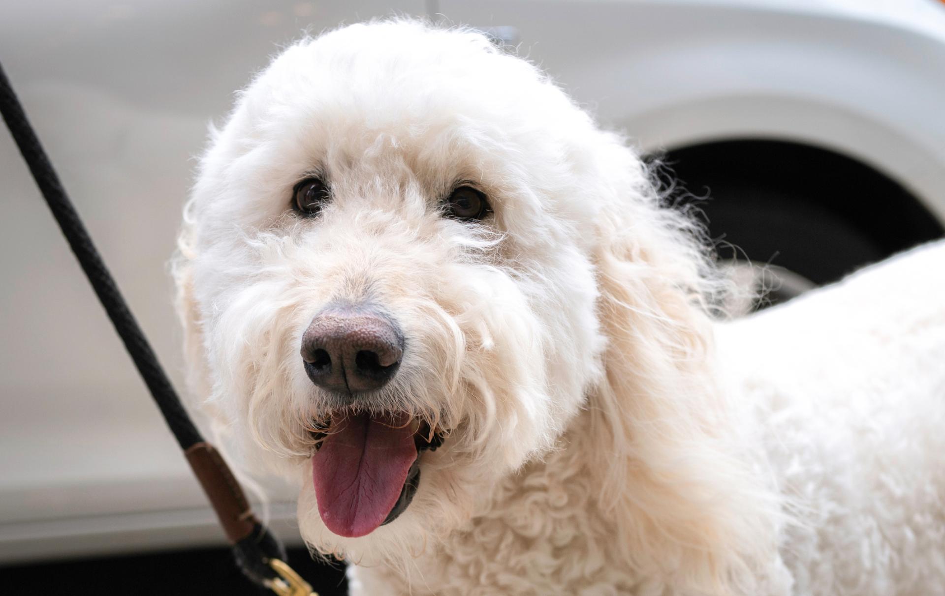 GoodCharlie | Pet Perks